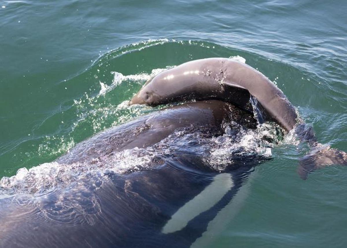 ¿Por qué las orcas acosan y matan a las marsopas sin comérselas ...
